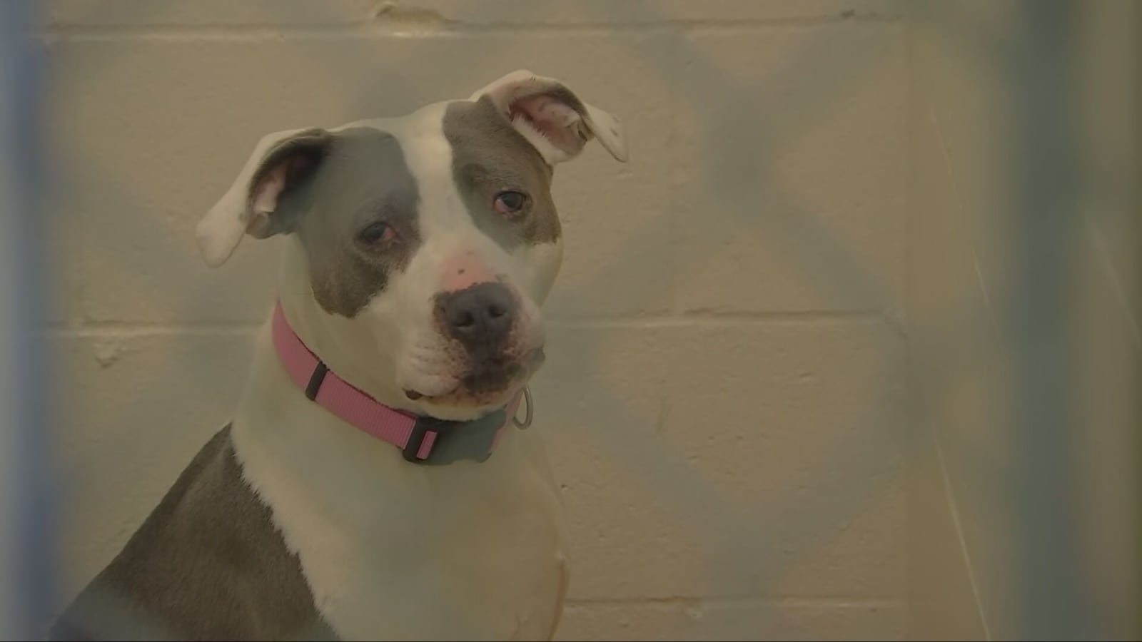 Humane Society for Tacoma & Pierce County waives dog adoption fees ...