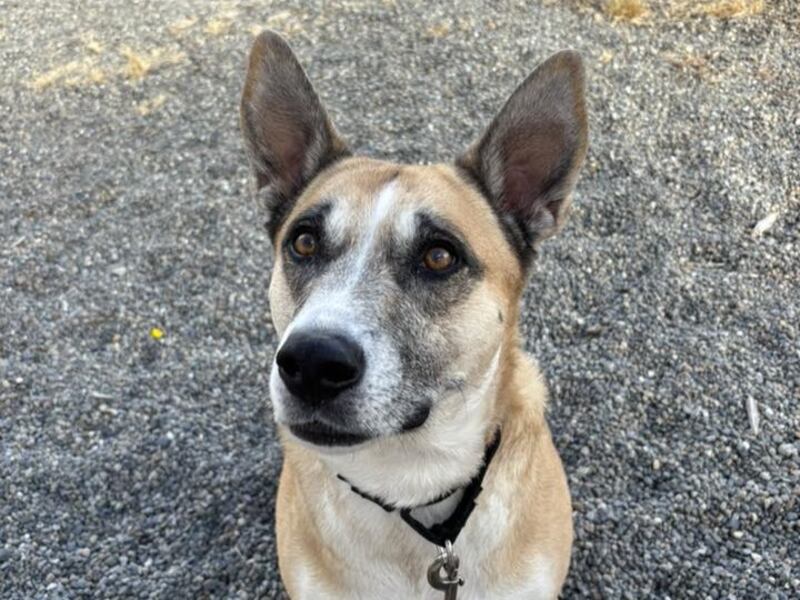 Tacoma Humane waives adoption fees this weekend for nationwide ‘Clear ...