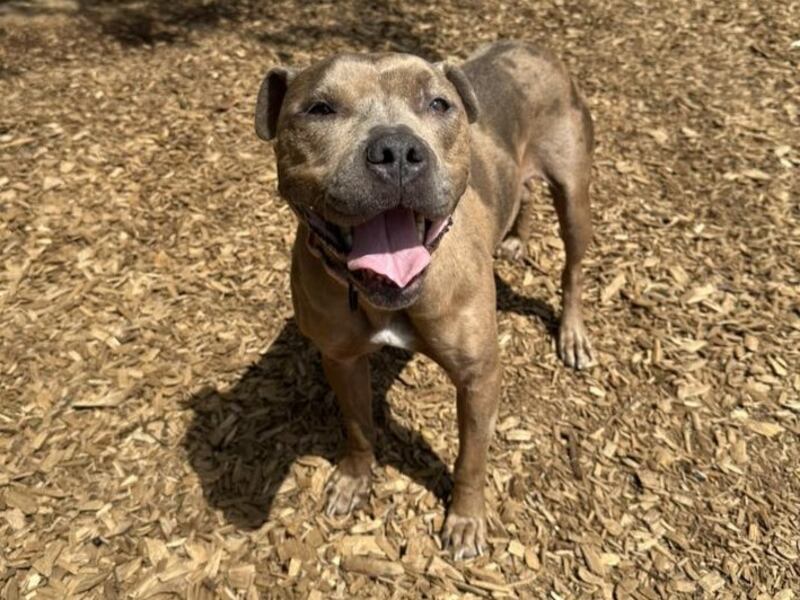 Tacoma Humane waives adoption fees this weekend for nationwide ‘Clear ...