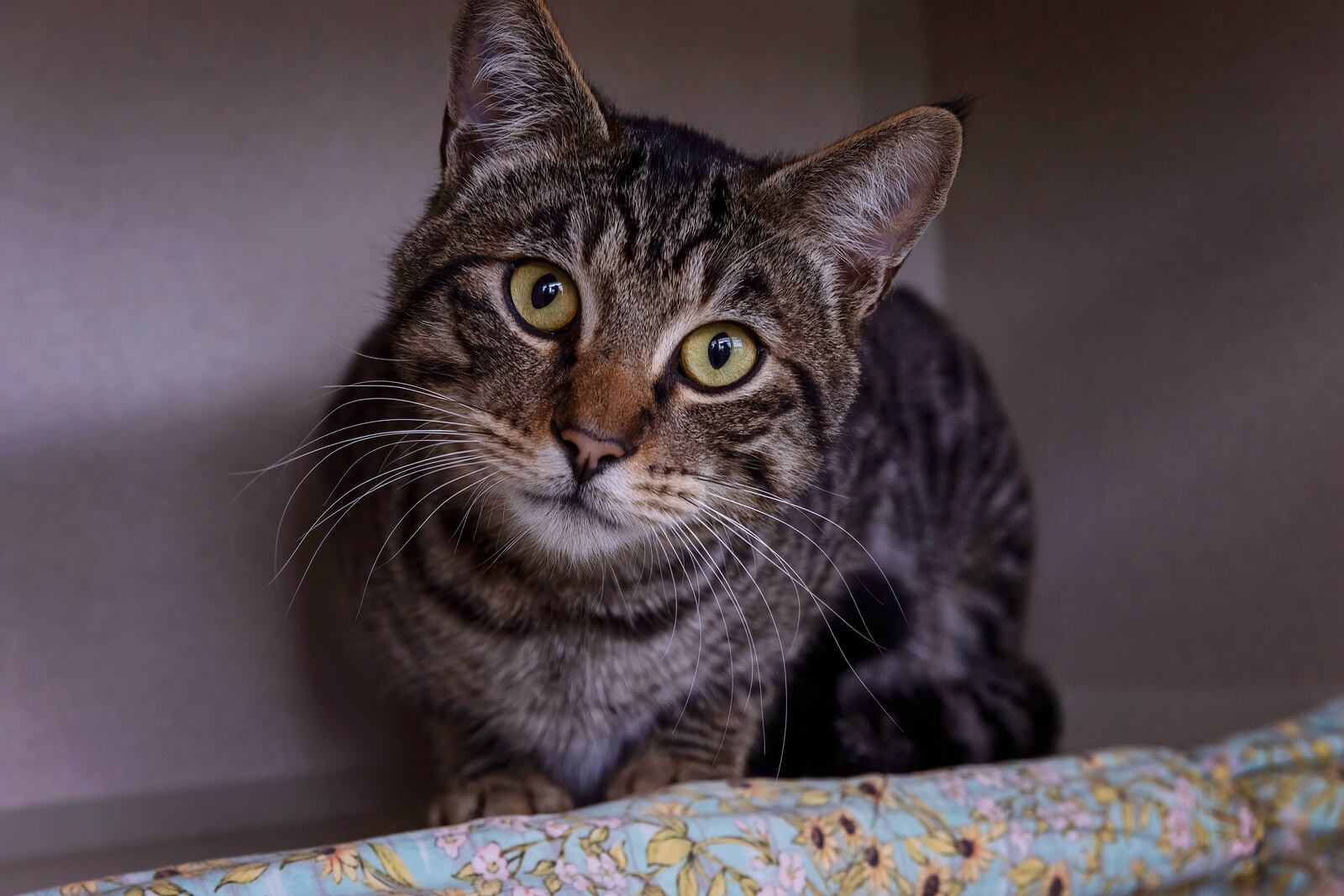 Tacoma Humane waives adoption fees this weekend for nationwide ‘Clear ...