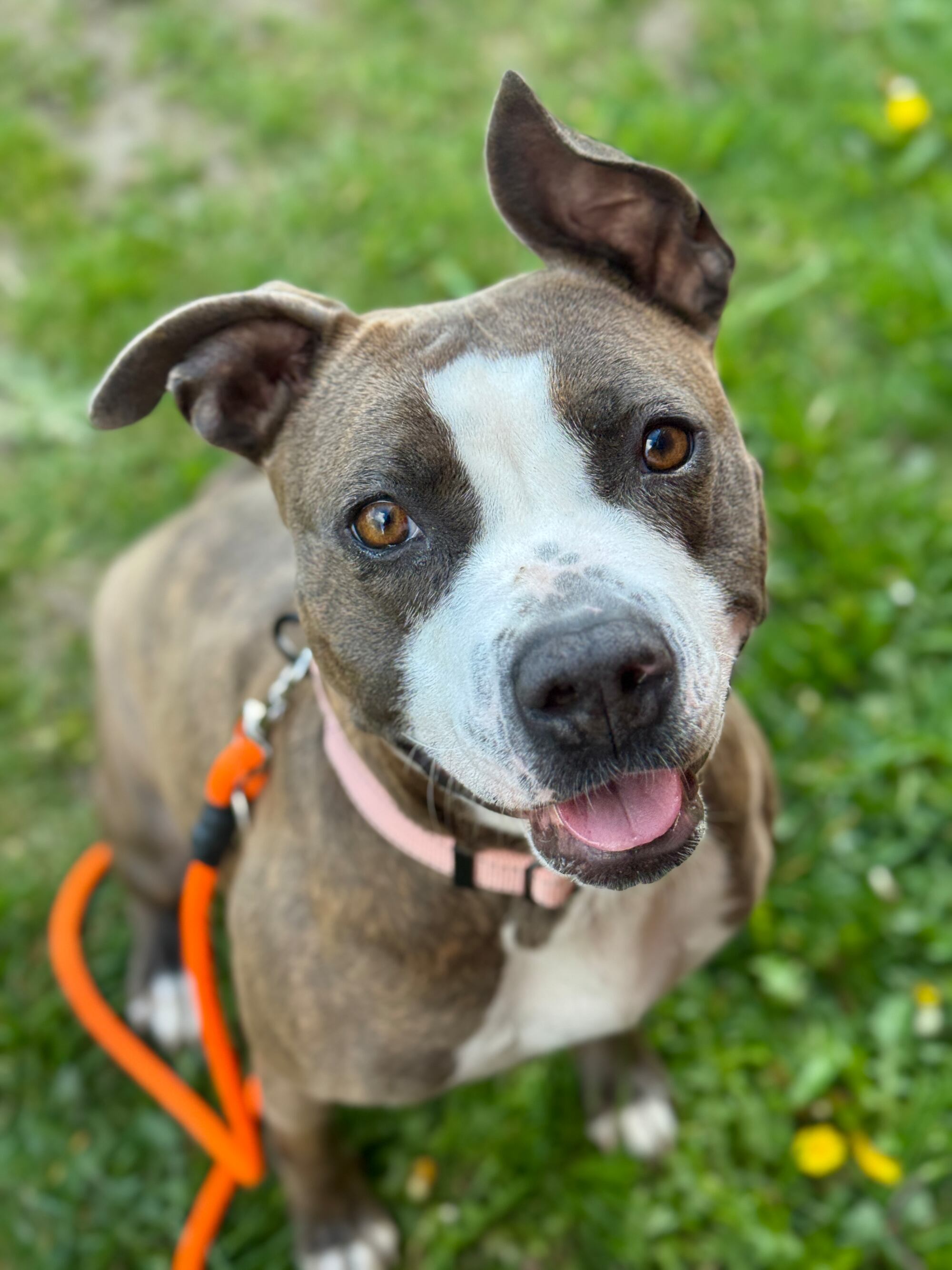PHOTOS: Adoptable dogs at Tacoma humane – KIRO 7 News Seattle