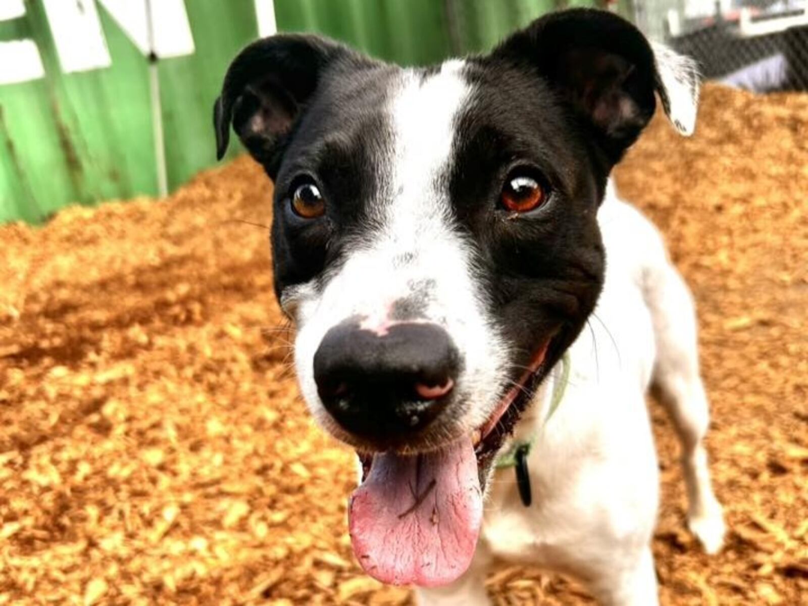 Tacoma Humane waives adoption fees this weekend for nationwide ‘Clear ...