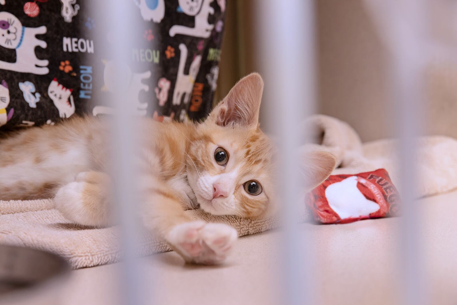 Tacoma Humane waives adoption fees this weekend for nationwide ‘Clear ...