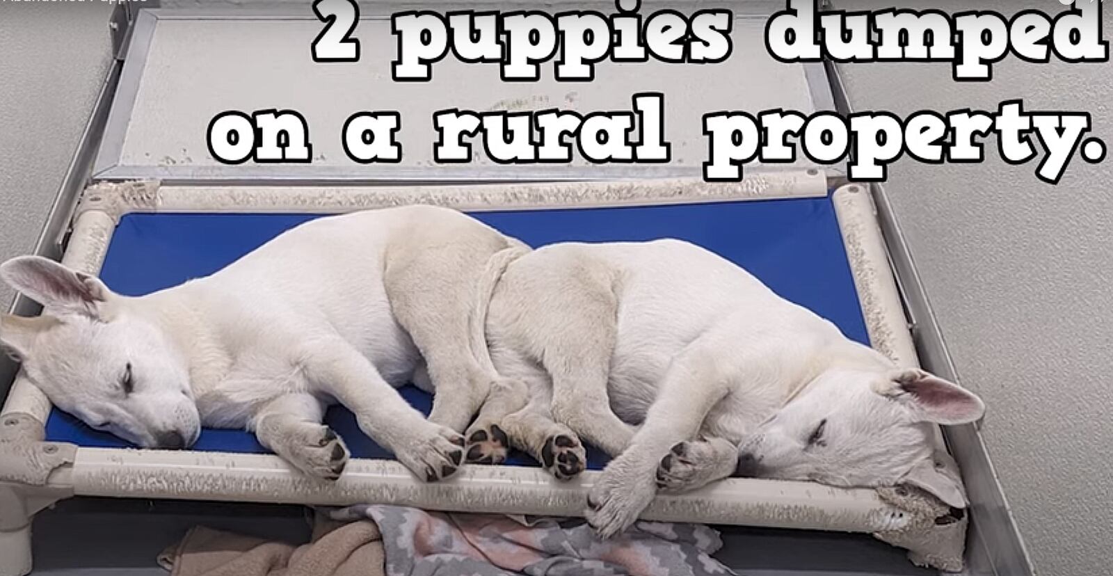 Pierce County Humane Society asking for help after 13 puppies rescued ...