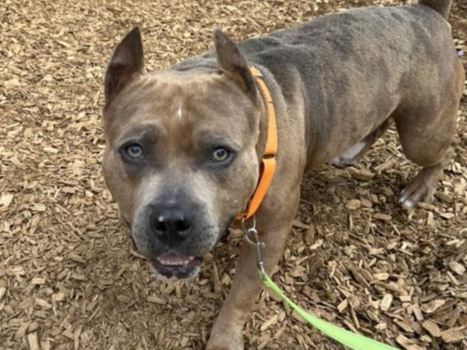 Tacoma Humane waives adoption fees this weekend for nationwide ‘Clear ...