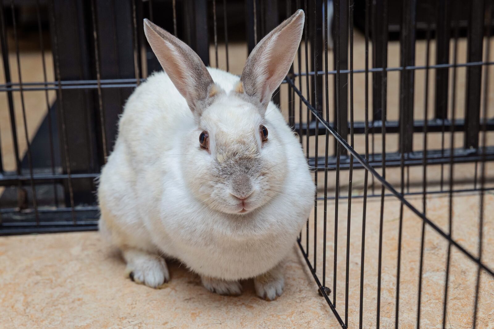 Tacoma Humane waives adoption fees this weekend for nationwide ‘Clear ...