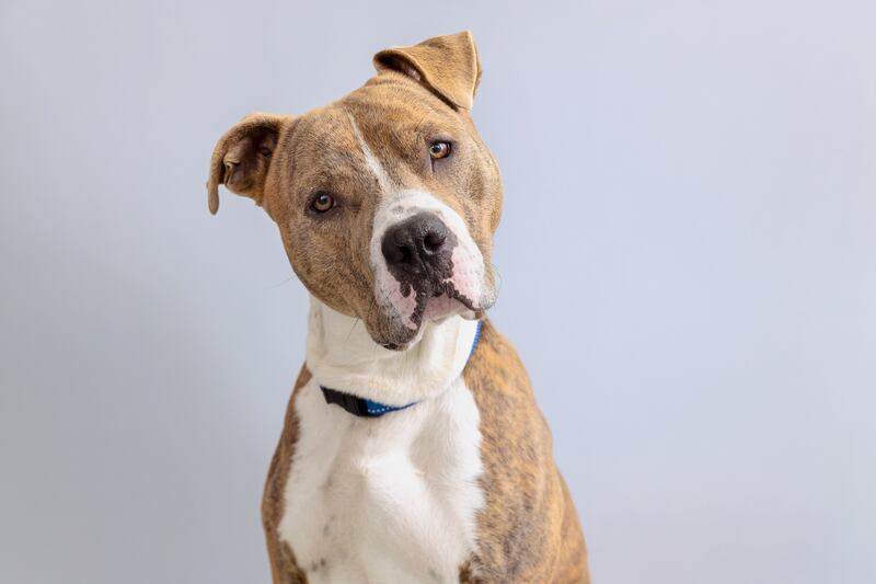 Tacoma Humane waives adoption fees this weekend for nationwide ‘Clear ...