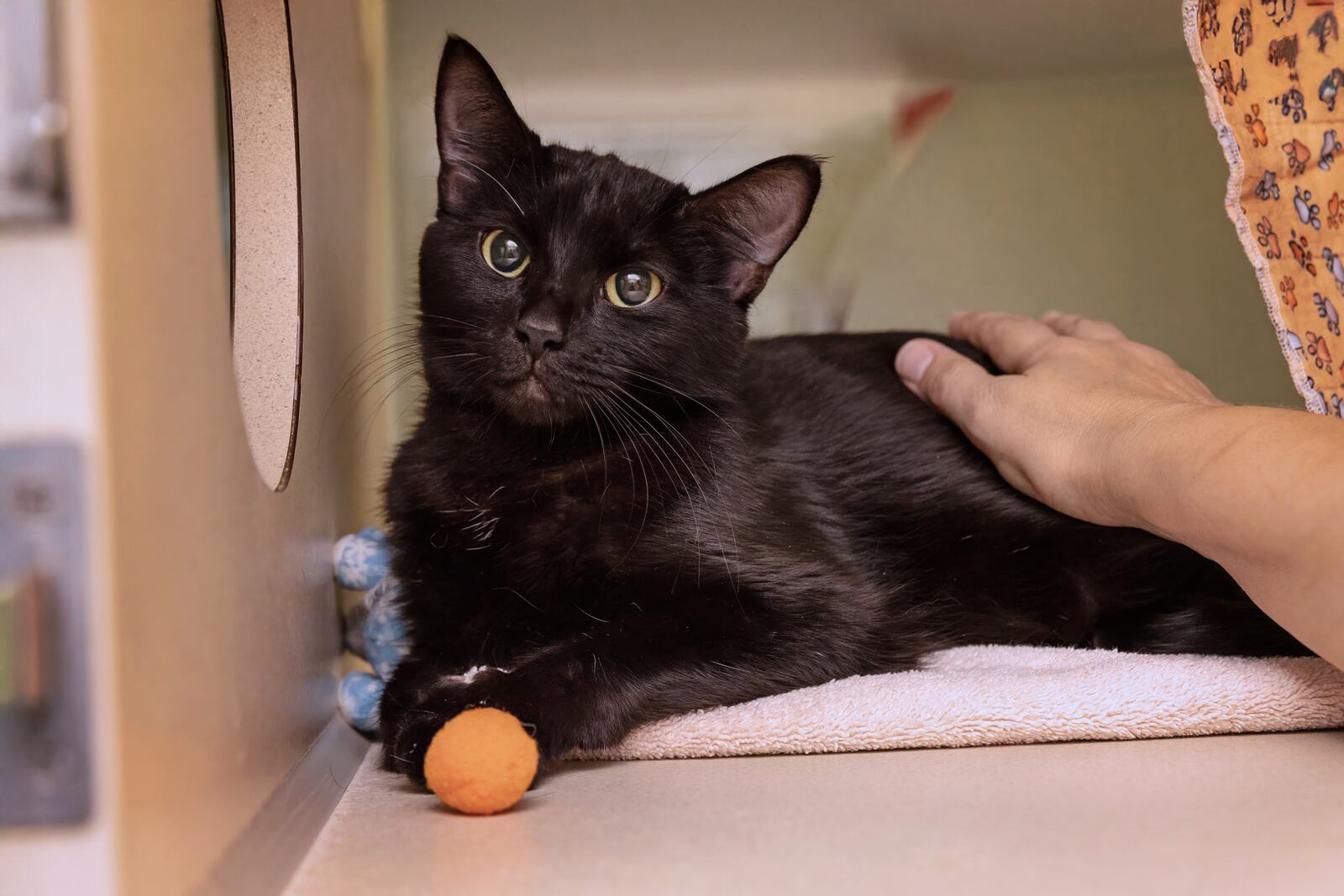 Tacoma Humane waives adoption fees this weekend for nationwide ‘Clear ...