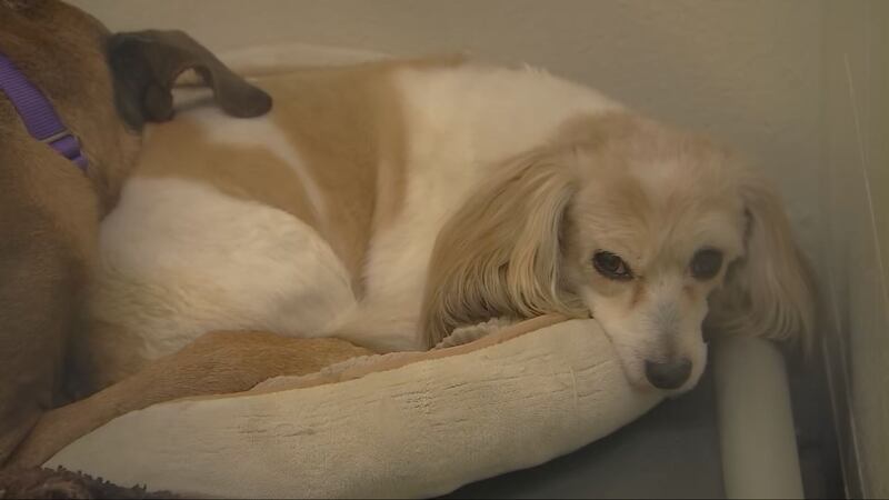Humane Society for Tacoma & Pierce County waives dog adoption fees ...
