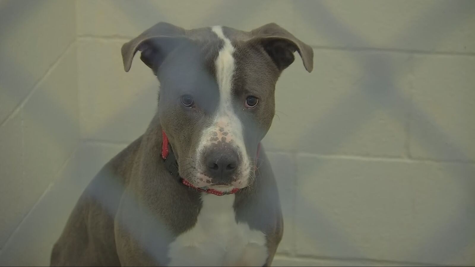 Humane Society for Tacoma & Pierce County waives dog adoption fees ...