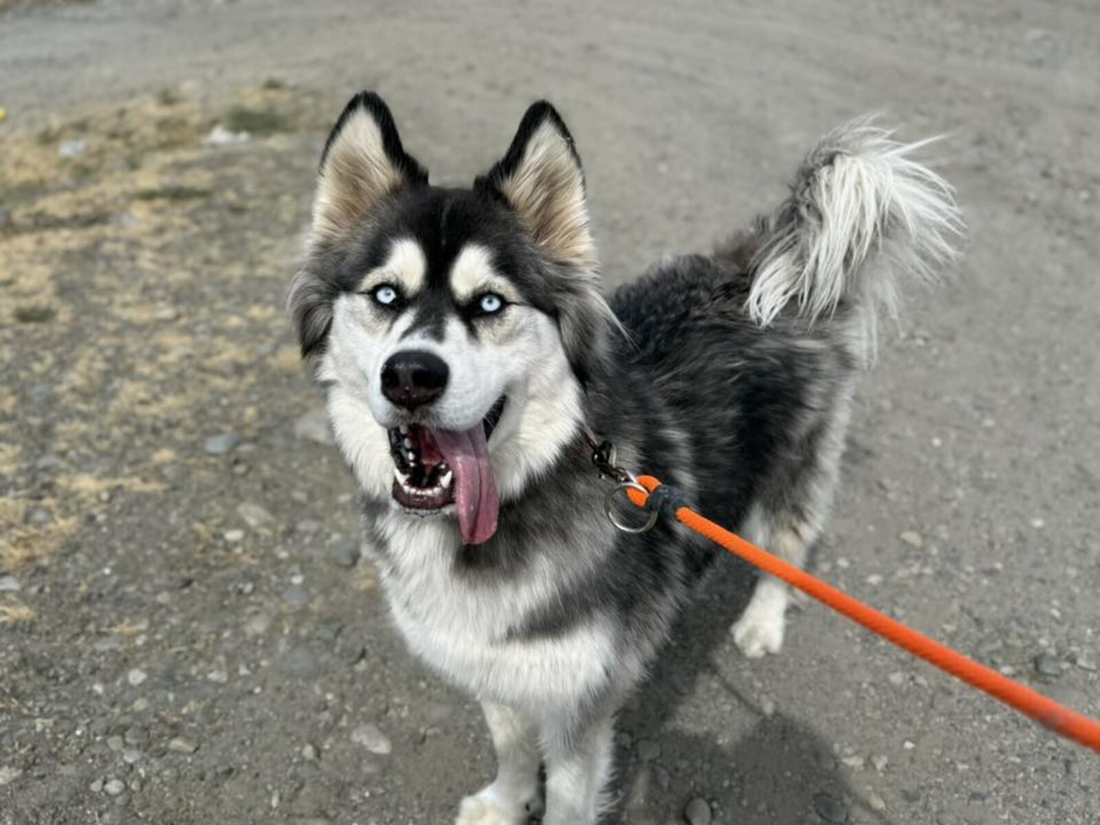 Tacoma Humane waives adoption fees this weekend for nationwide ‘Clear ...