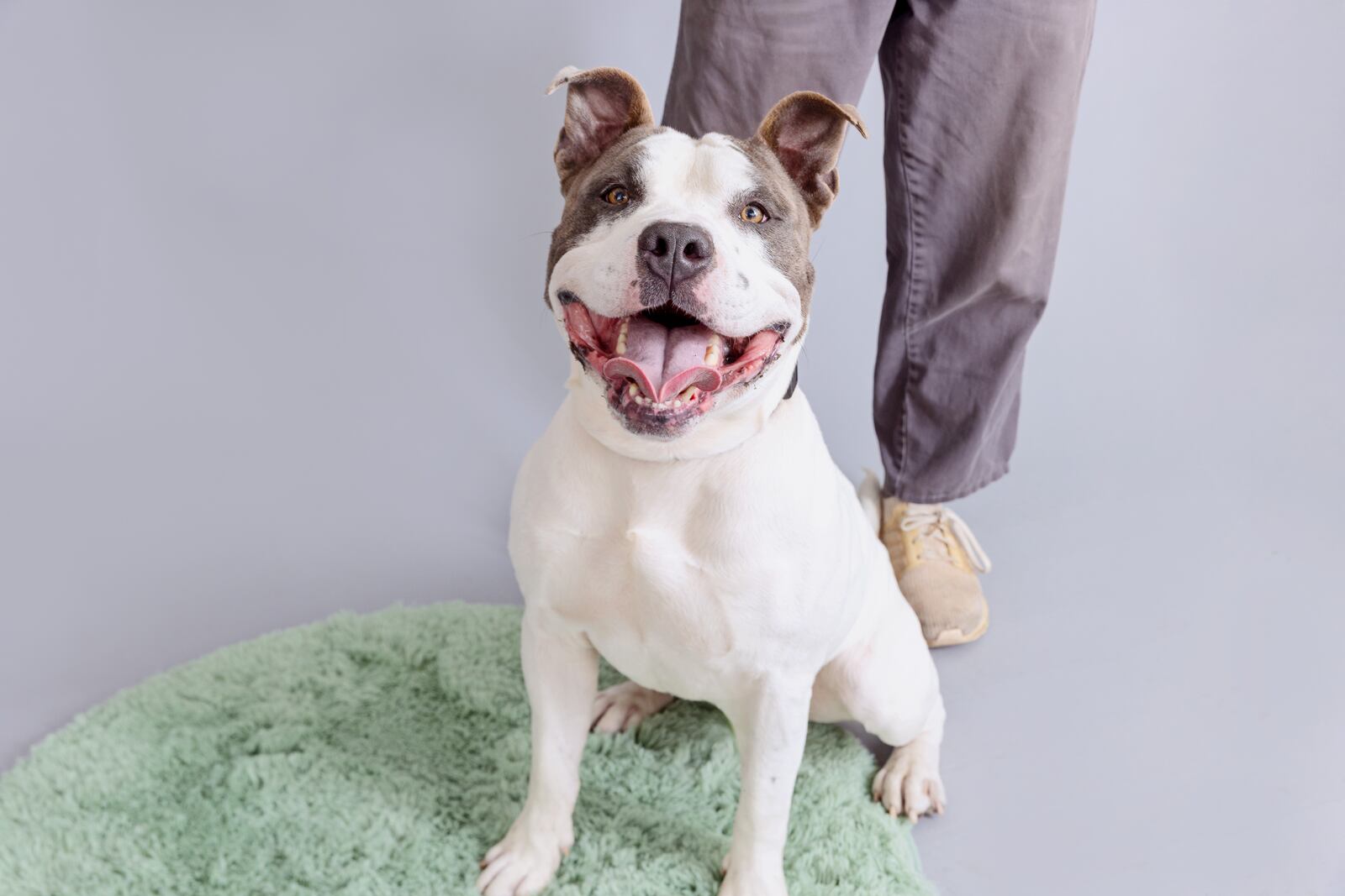 Tacoma Humane waives adoption fees this weekend for nationwide ‘Clear ...