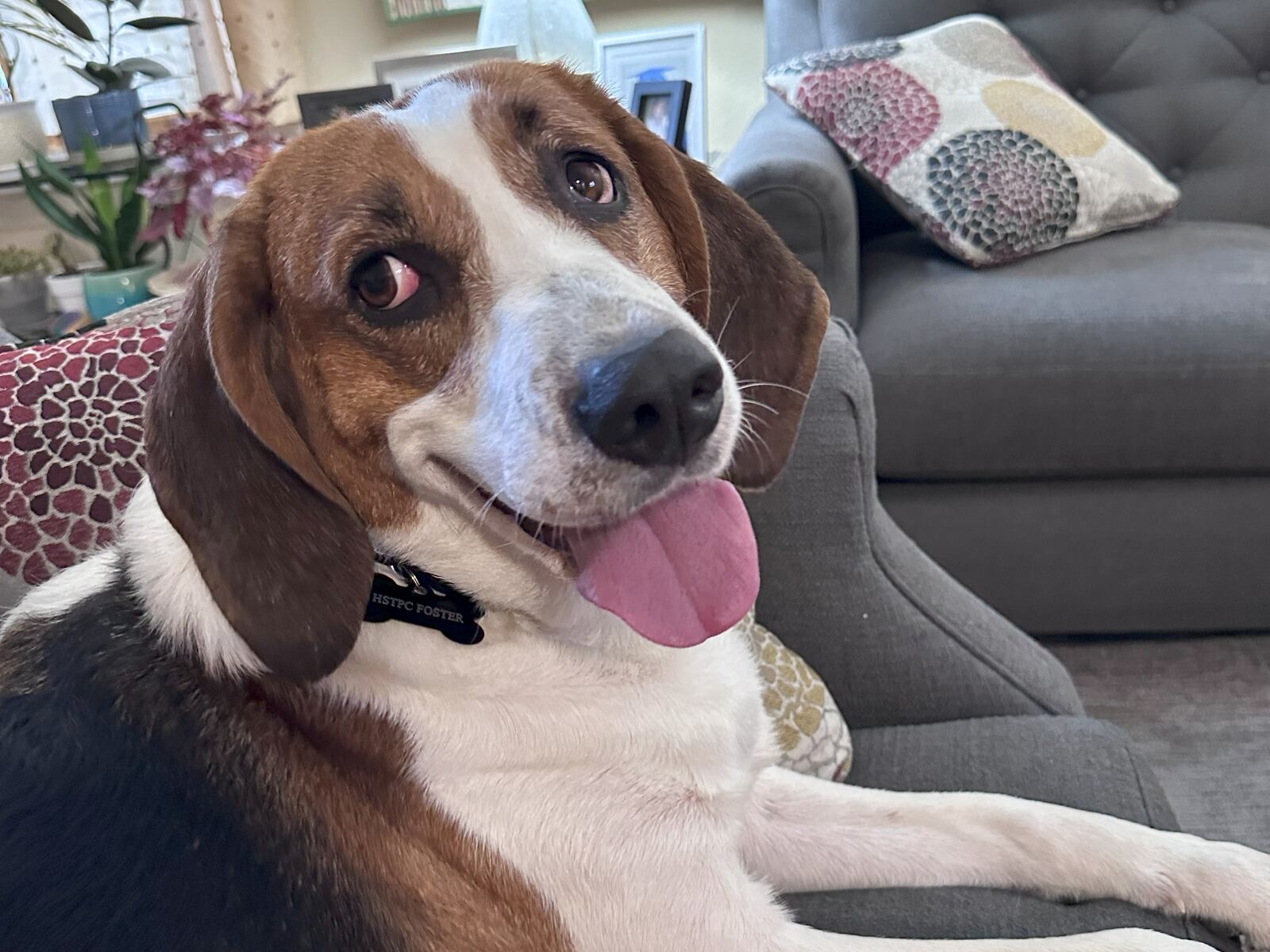 Tacoma Humane waives adoption fees this weekend for nationwide ‘Clear ...